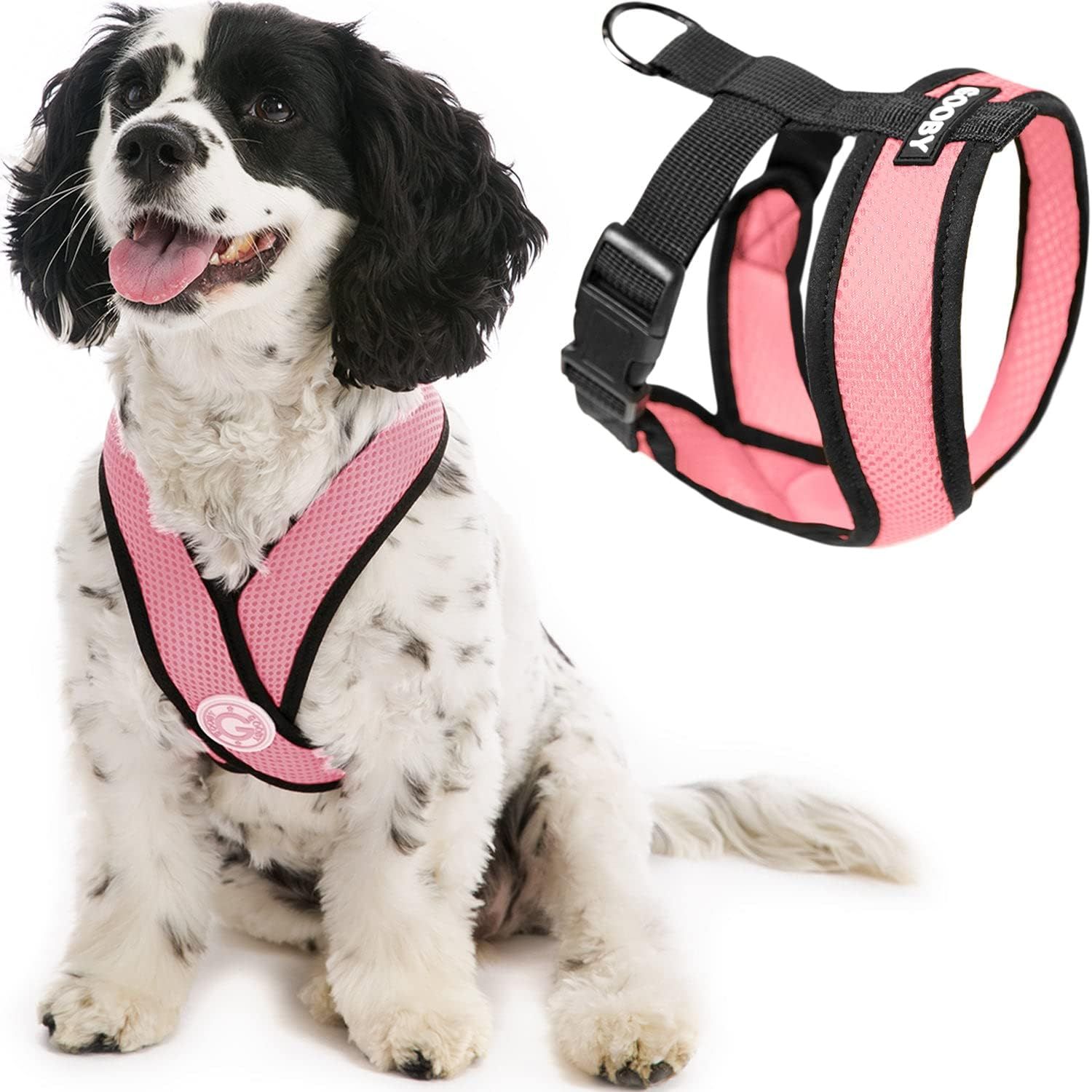 Choosing the Best Harness for Your Cavalier King Charles Spaniel